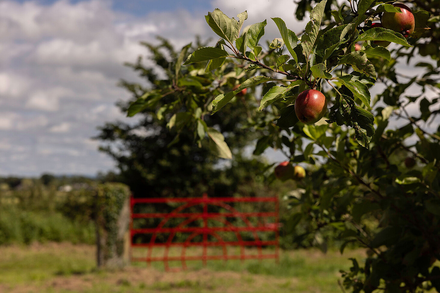 Highbank 'Red Gate' Self-Guided Orchard Walk | Highbank Orchards